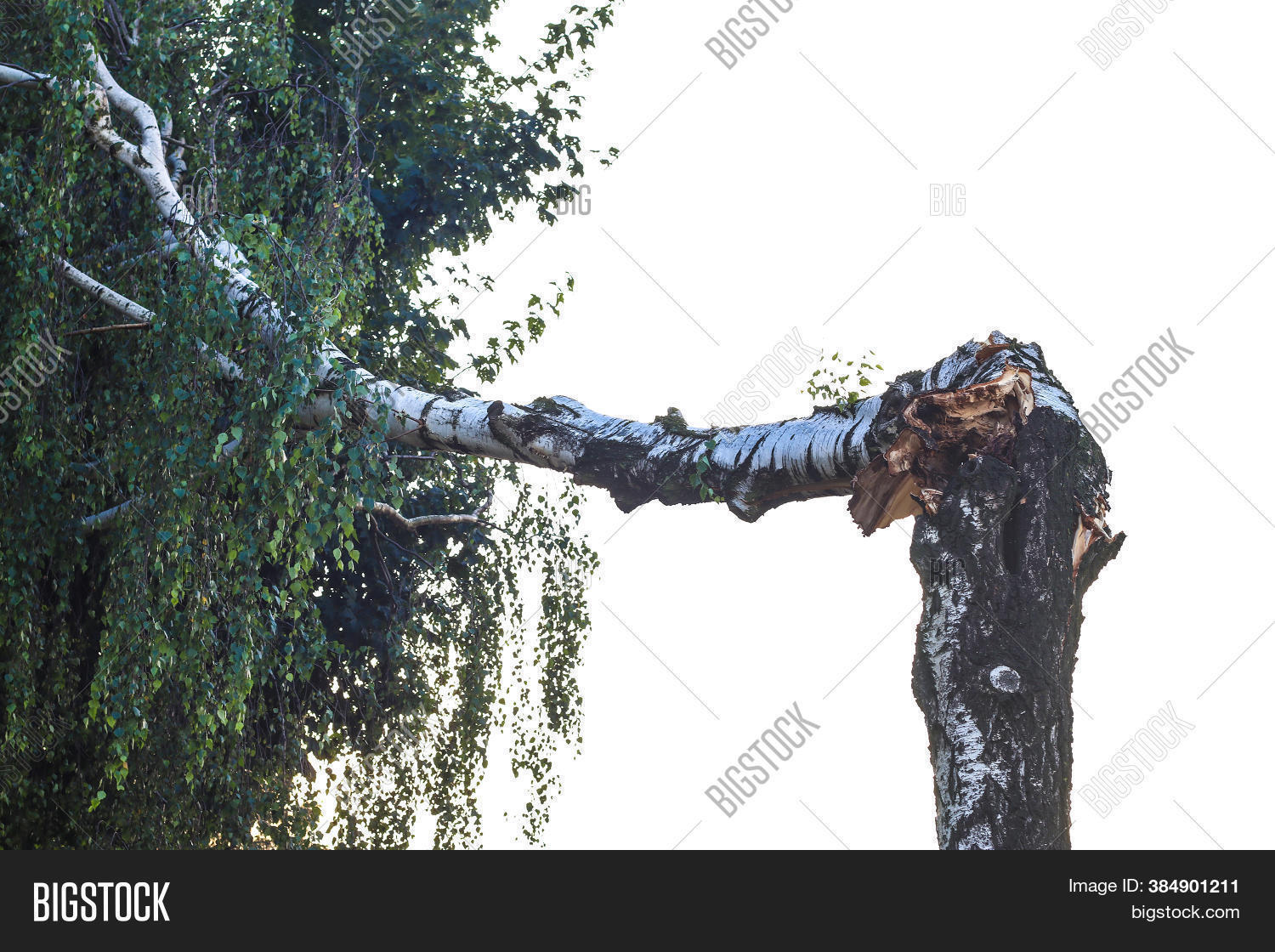 Birch Broken By Fierce Image & Photo (Free Trial) | Bigstock