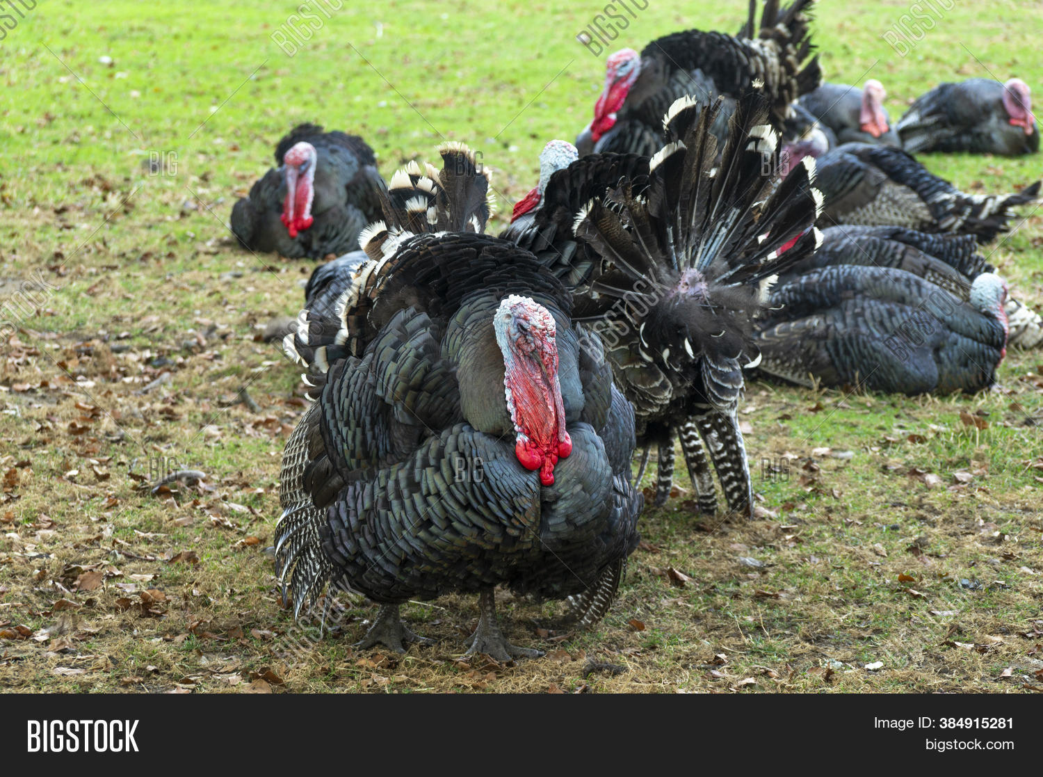 Male Turkey Standing Image & Photo (Free Trial) | Bigstock