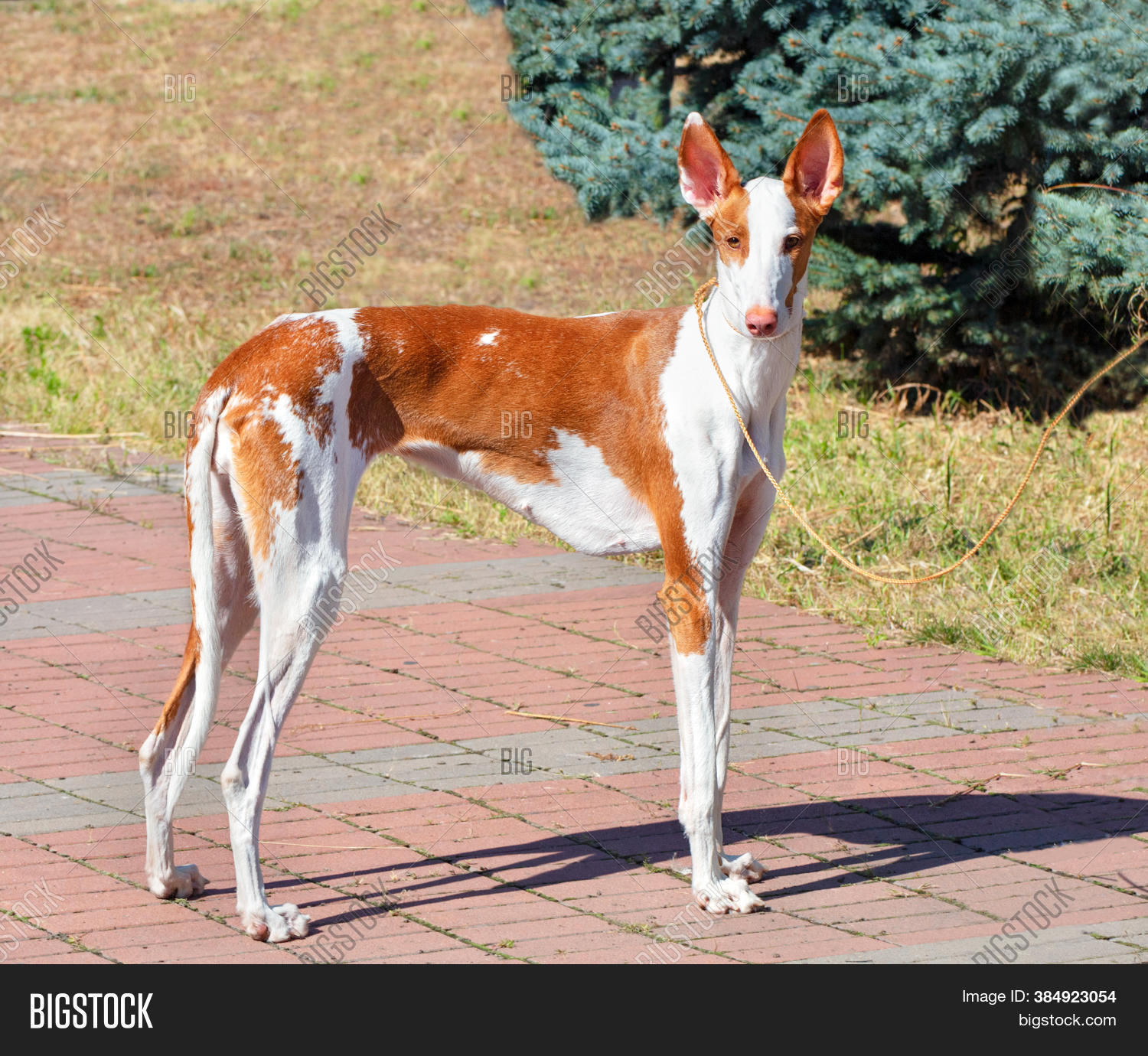 Ibisan Hound Image & Photo (Free Trial) | Bigstock