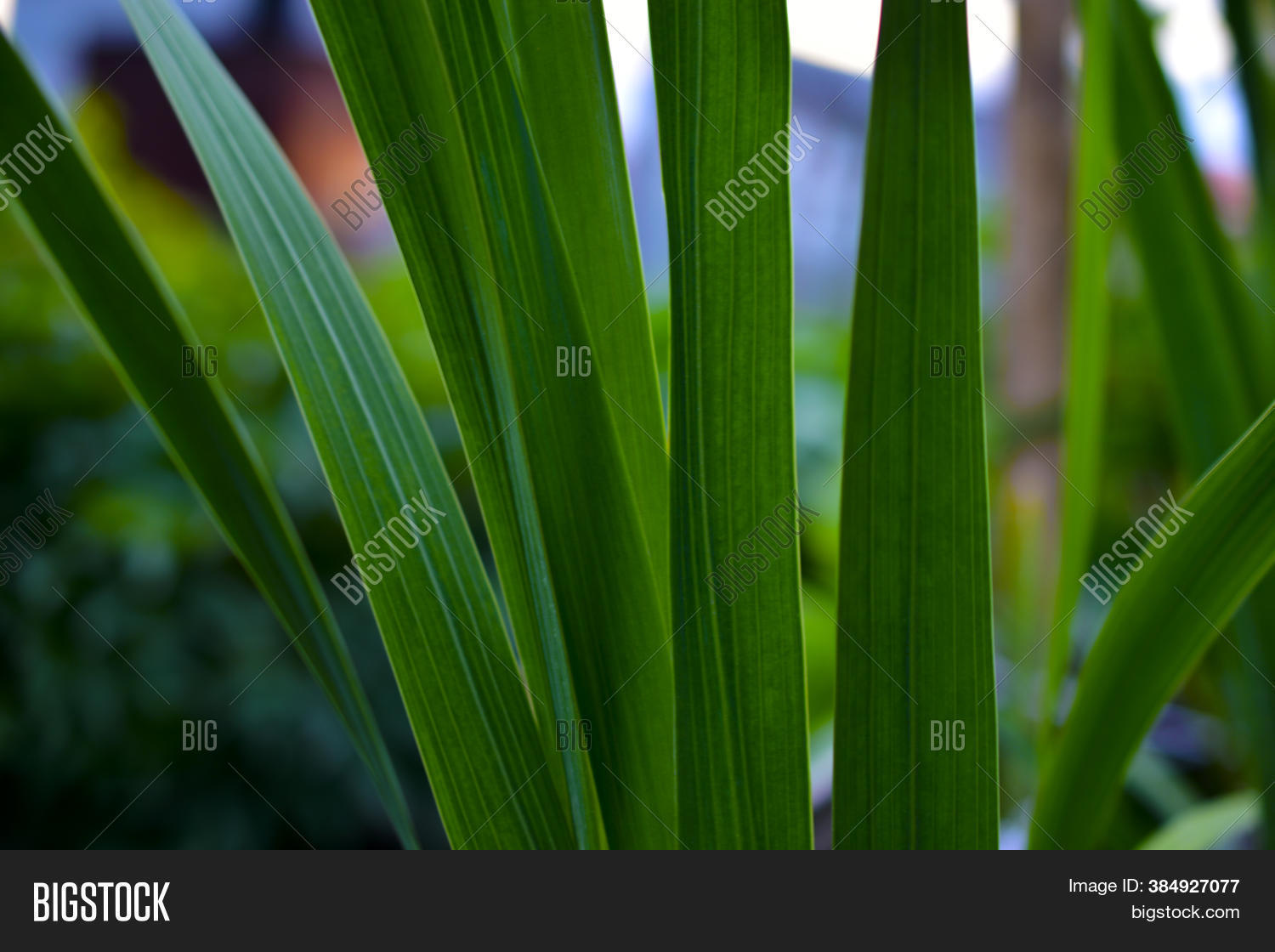 Green Lily Leaves Image & Photo (Free Trial) | Bigstock
