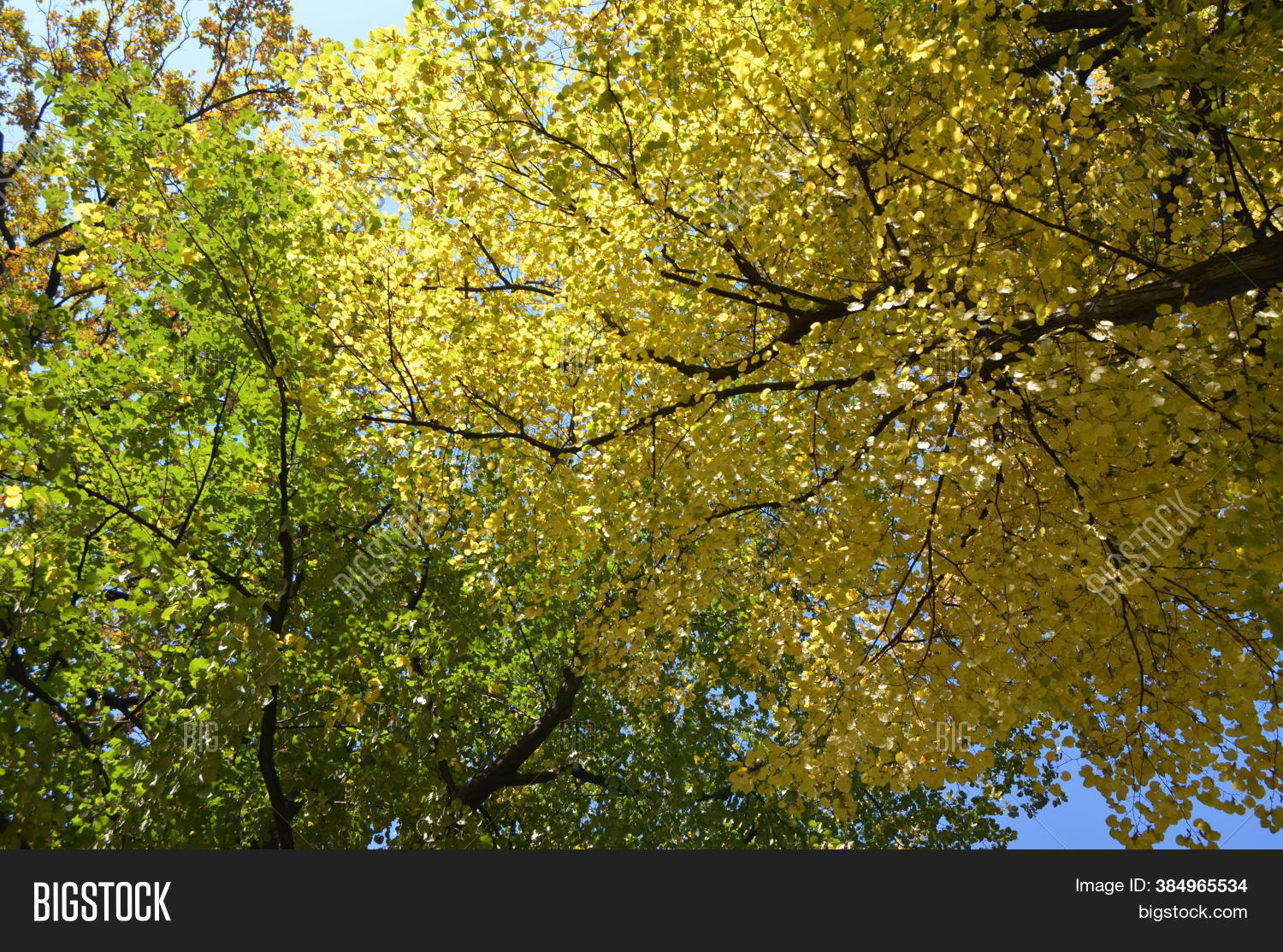 Trees Green Yellow Image & Photo (Free Trial) | Bigstock