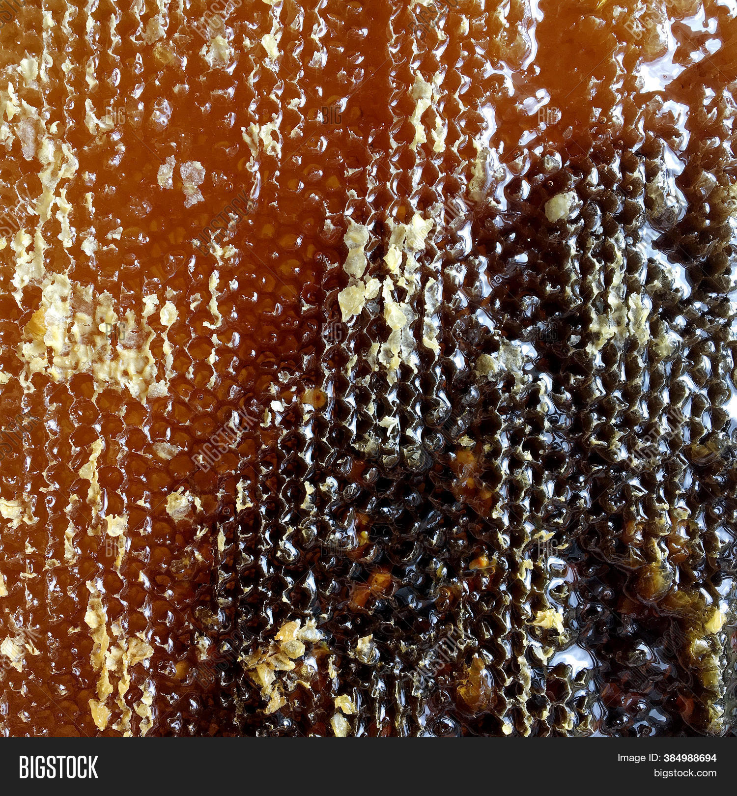 Drop Bee Honey Drip Image & Photo (Free Trial) | Bigstock