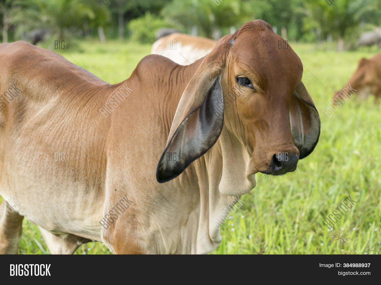 Close Young Cow's Head Image & Photo (Free Trial) | Bigstock