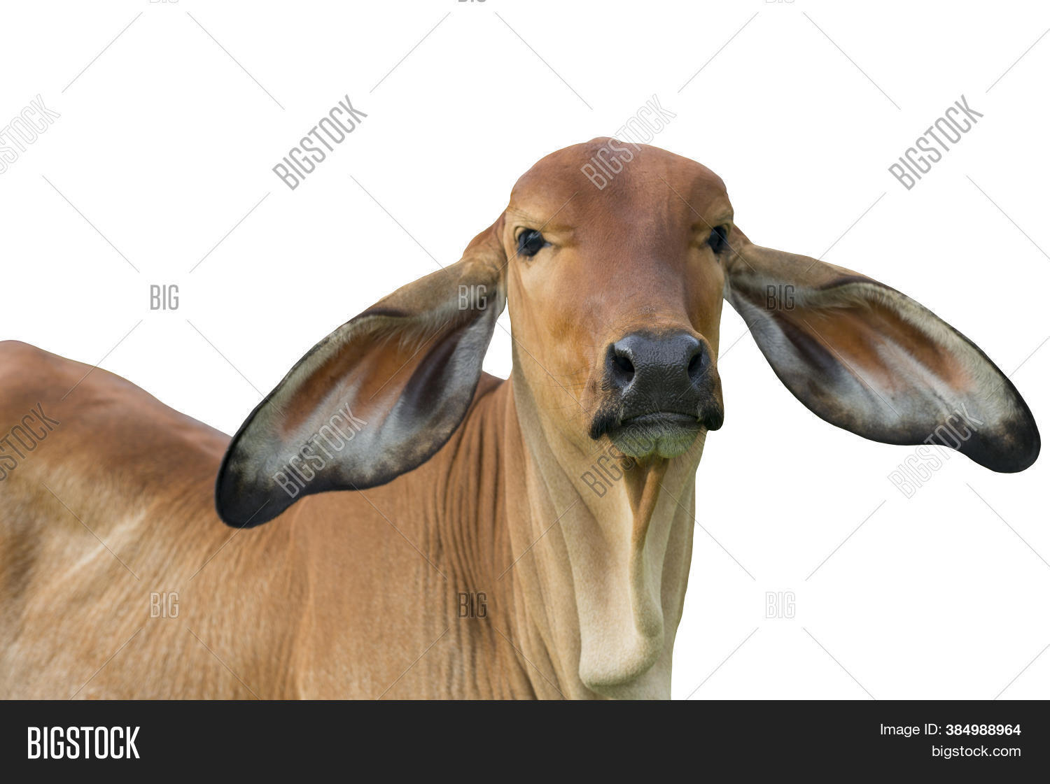 Cow Calf, Portrait, Image & Photo (Free Trial) | Bigstock