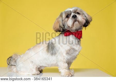 Side View Proud Shih Image & Photo (Free Trial) | Bigstock