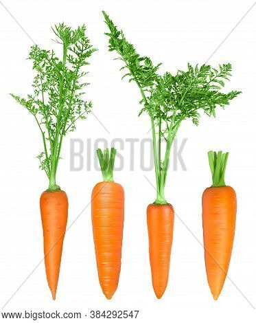 Carrot Isolated On Image & Photo (Free Trial) | Bigstock