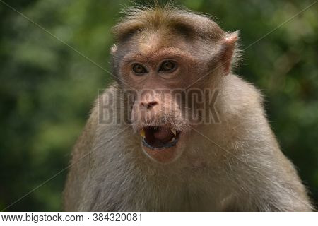 When He Angry Look.. Image & Photo (Free Trial) | Bigstock