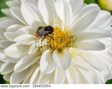 Fluffy Bumblebee Close Image & Photo (Free Trial) | Bigstock