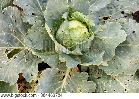 Cabbage Diseases. Image & Photo (Free Trial) | Bigstock