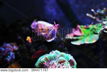 Blue Face Wrasse Image & Photo (Free Trial) | Bigstock