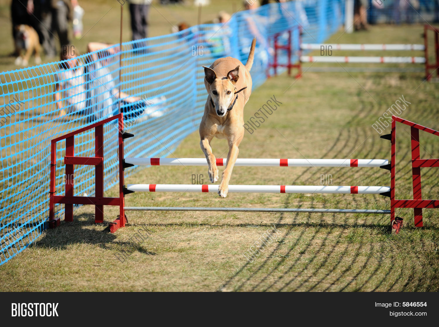 Greyhound, Image & Photo (Free Trial) | Bigstock