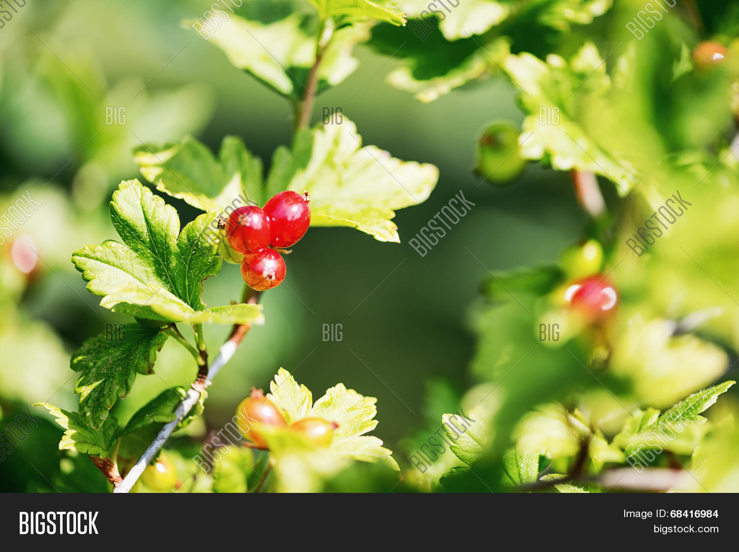 Alpine Currant Ribes Image & Photo (Free Trial) | Bigstock