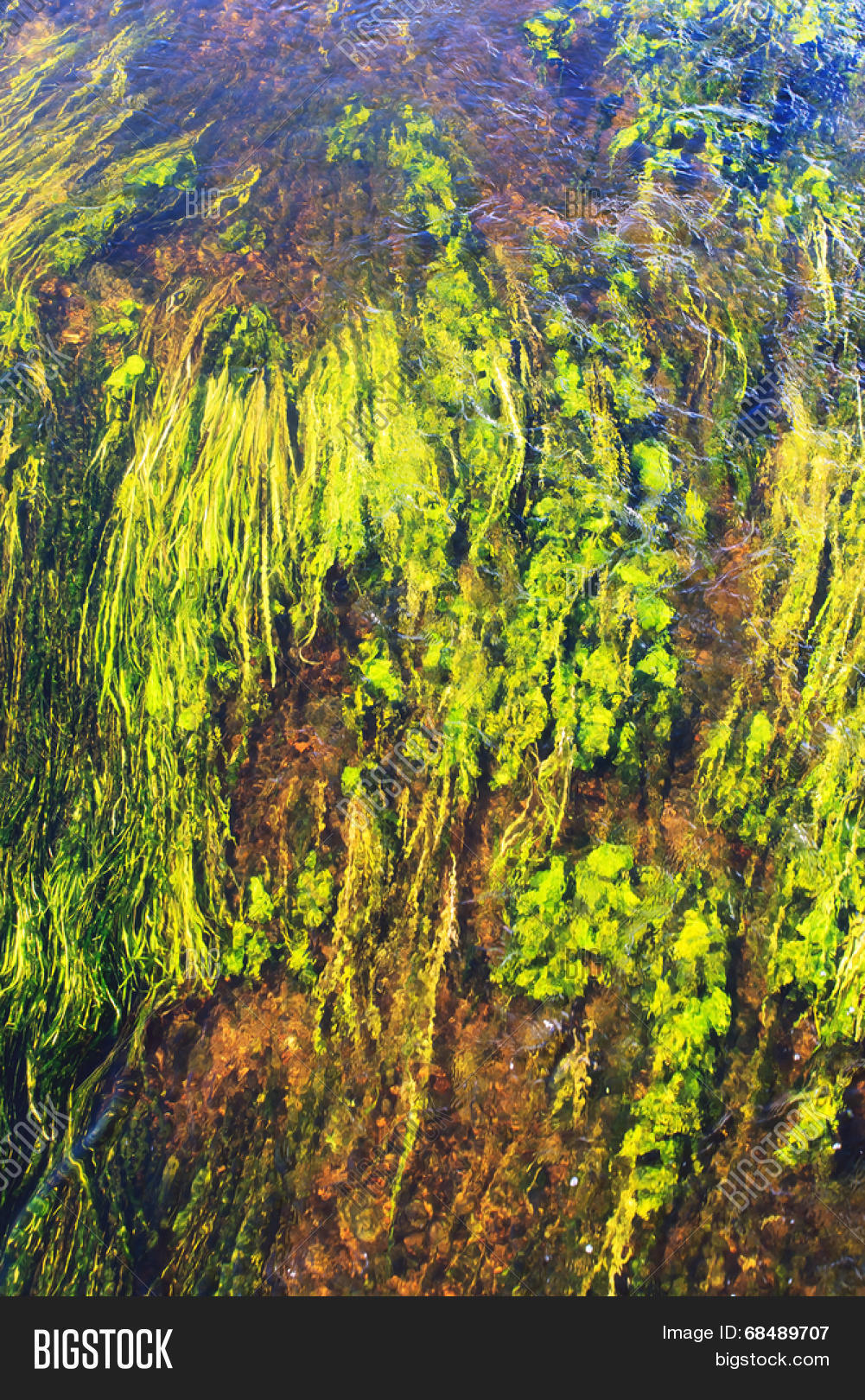 Imagen y foto Algae River (prueba gratis) | Bigstock