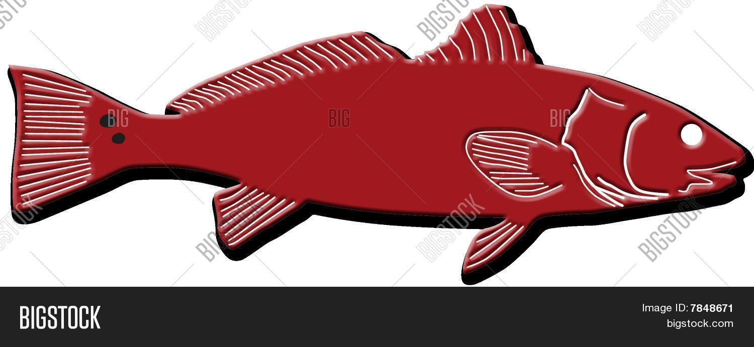 Redfish Illustration Image & Photo (Free Trial) | Bigstock