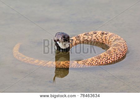 Shield Nose Cobra Images, Illustrations & Vectors (Free) - Bigstock