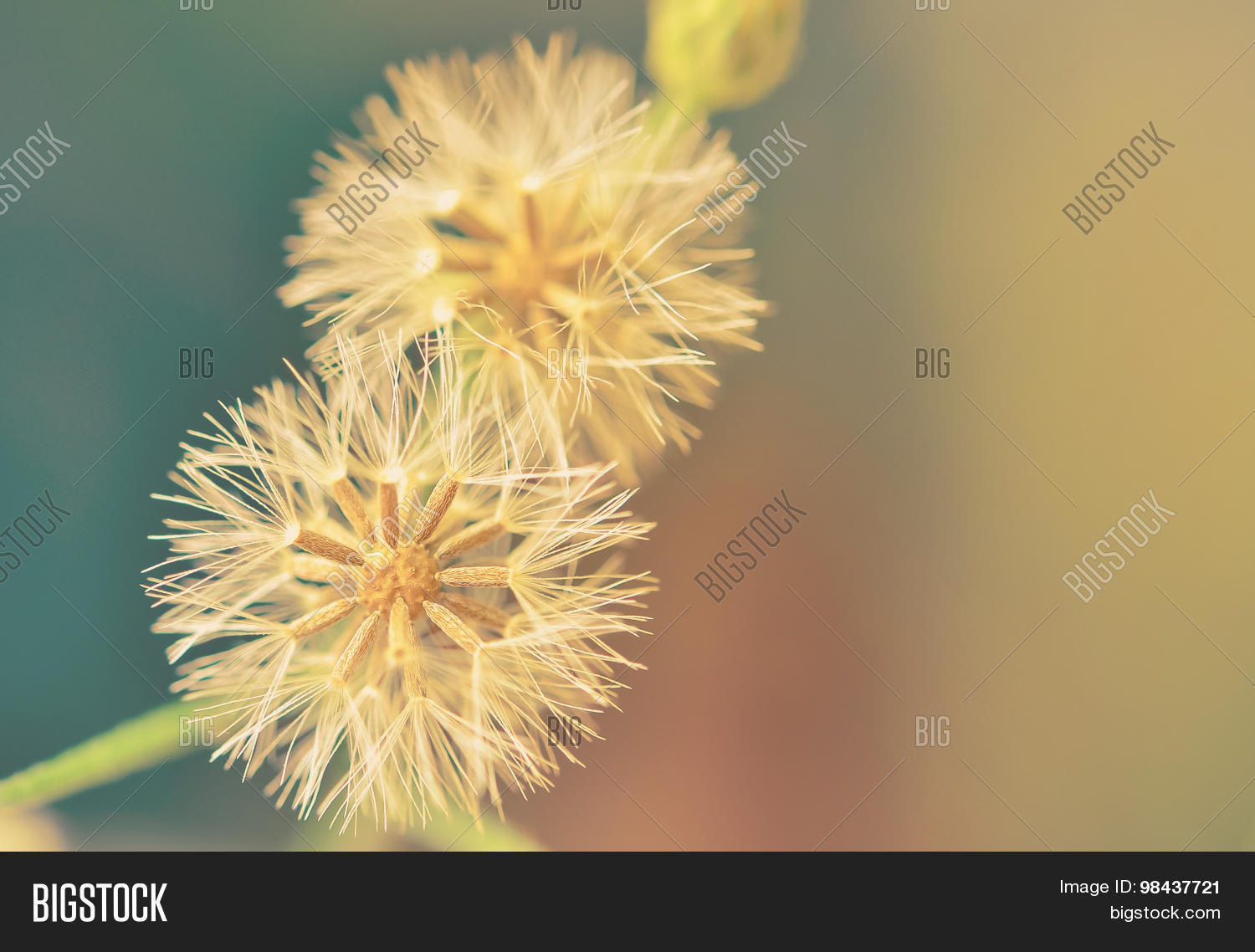Dandelion Vintage Image & Photo (Free Trial) | Bigstock