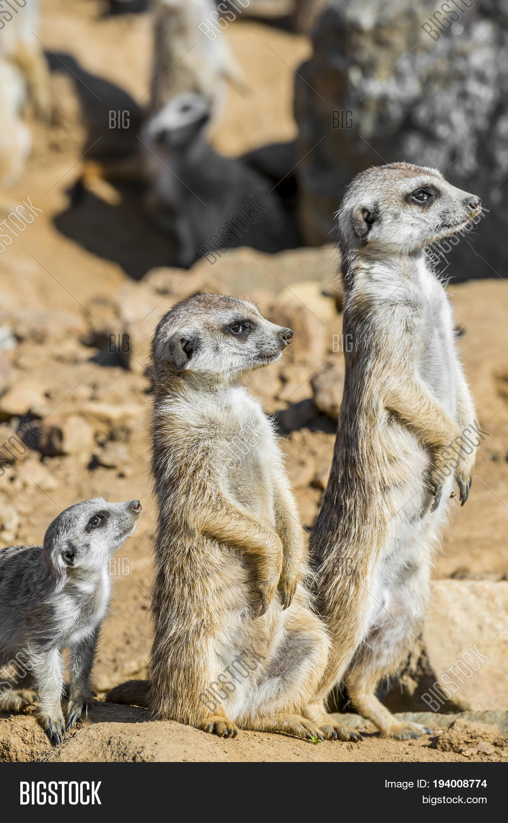 Group Meerkats - Close Image & Photo (Free Trial) | Bigstock