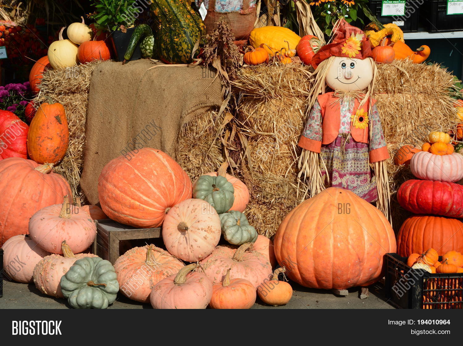 Pumpkin Display Market Image & Photo (Free Trial) | Bigstock