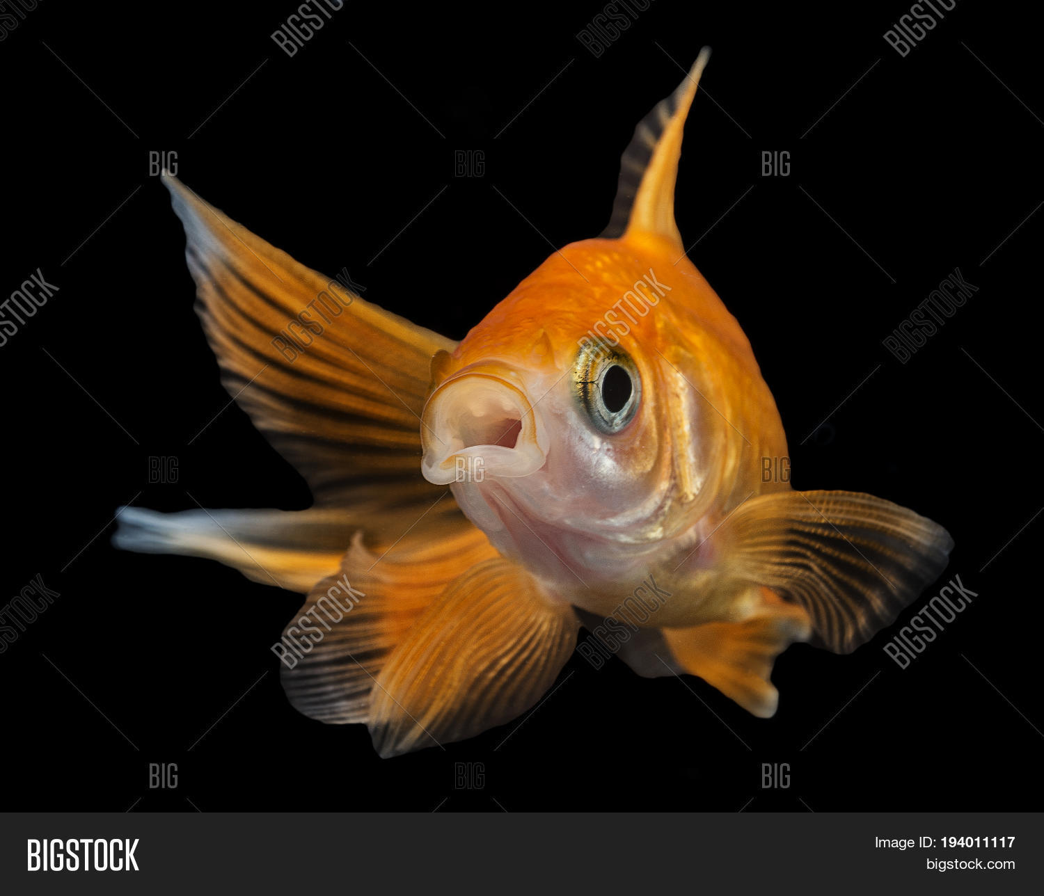 Carassius Auratus Image & Photo (Free Trial) | Bigstock