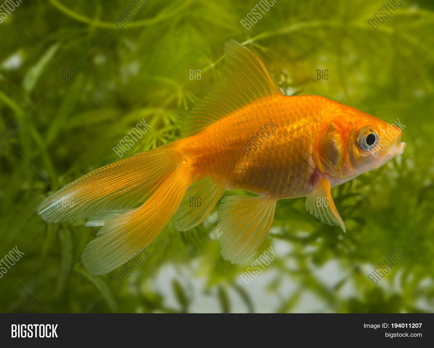 Carassius Auratus Image & Photo (Free Trial) | Bigstock