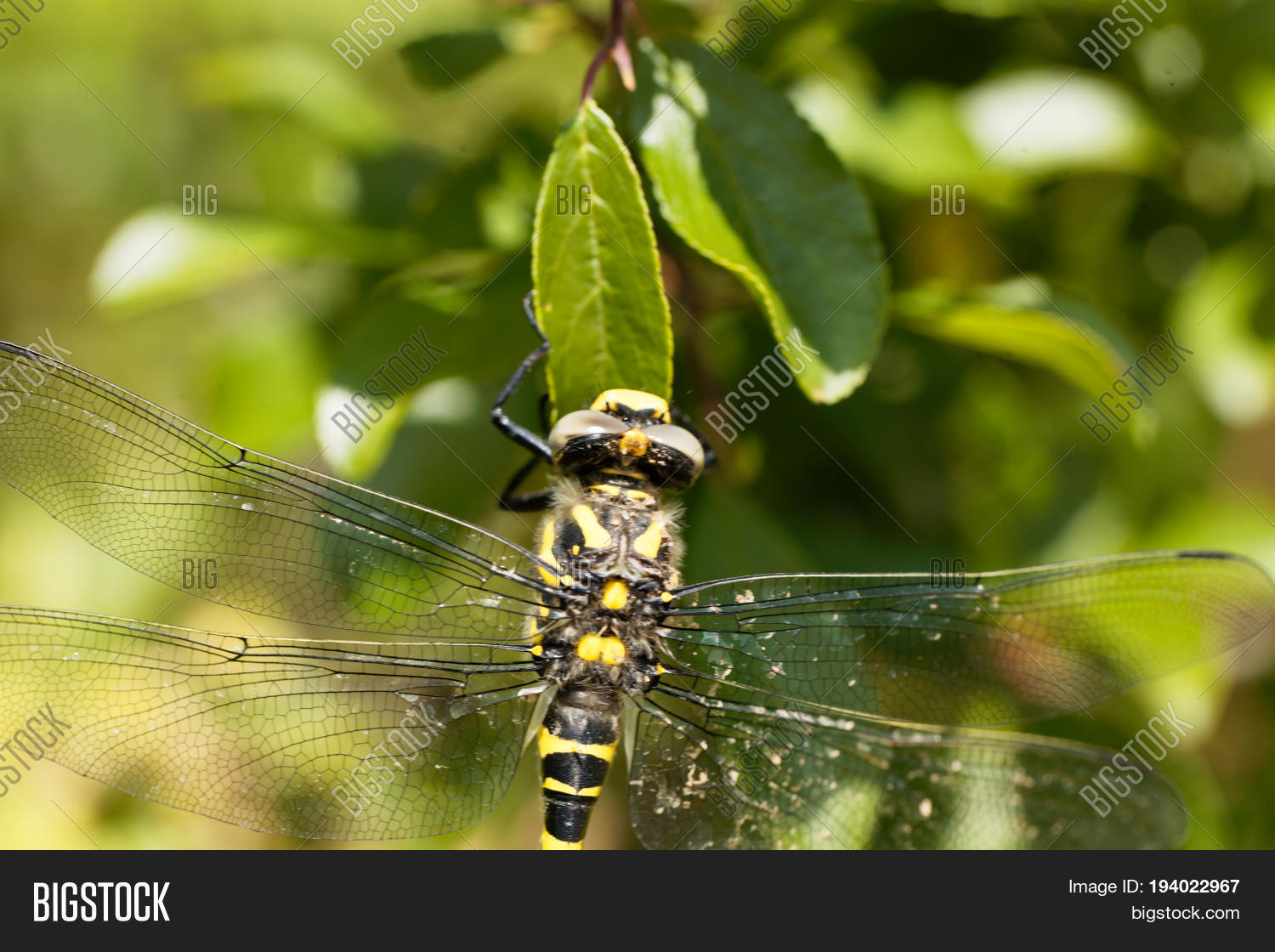 Golden Ringed Image & Photo (Free Trial) | Bigstock