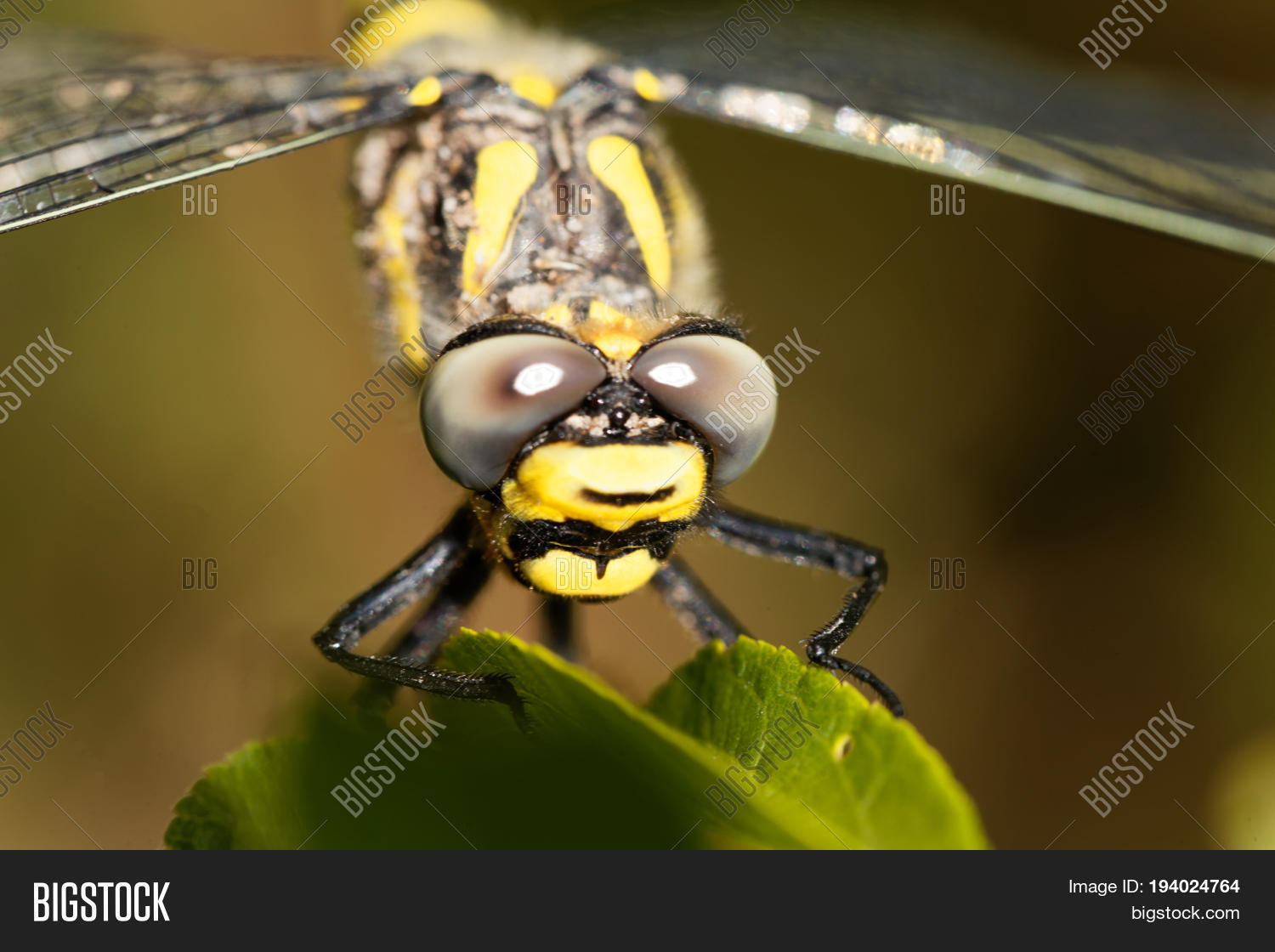 Golden Ringed Image & Photo (Free Trial) | Bigstock