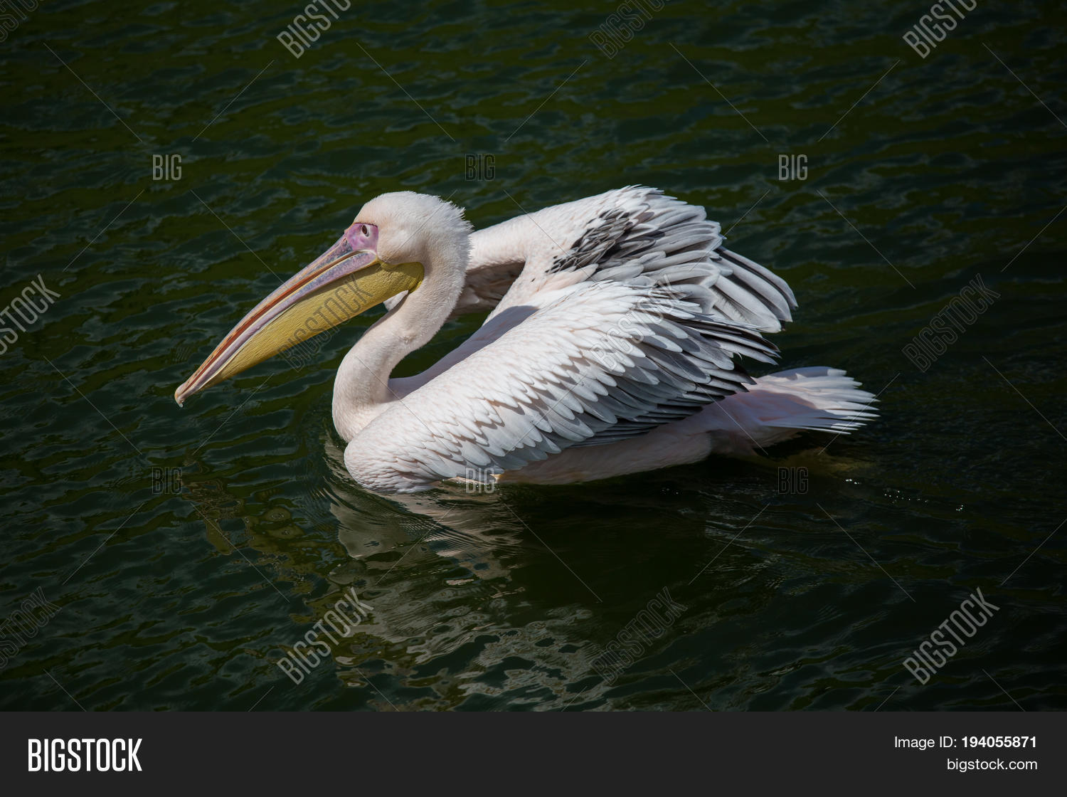 Beautiful Pelicans Image & Photo (Free Trial) | Bigstock
