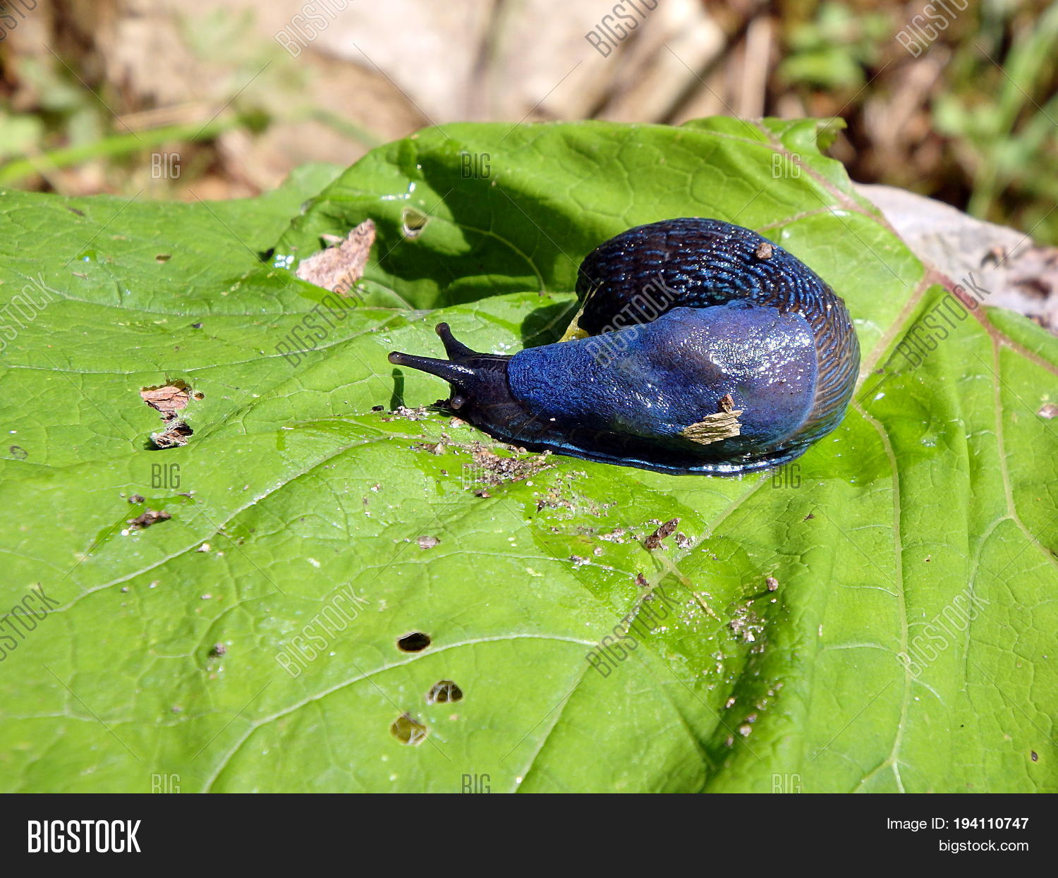 Blue Slug Woods , ( Image & Photo (Free Trial) | Bigstock