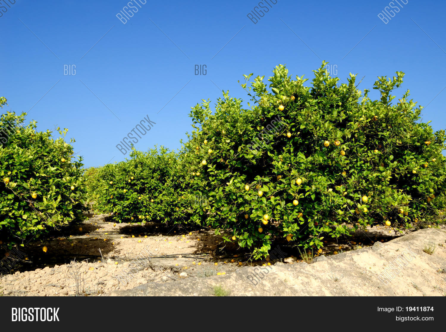 Lemon Trees Plantation Image & Photo (Free Trial) | Bigstock