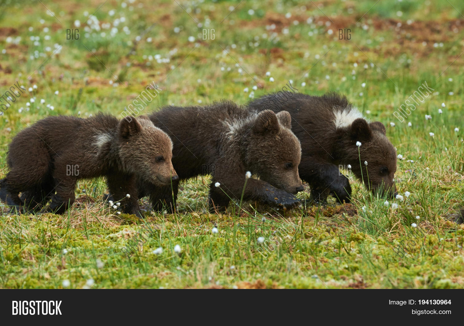 Three Brown Bear Cubs Image & Photo (Free Trial) | Bigstock