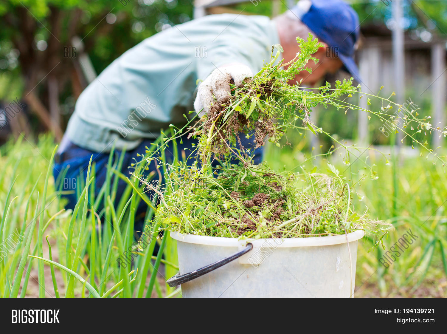 Man Weeding Beds. Man Image & Photo (Free Trial) | Bigstock