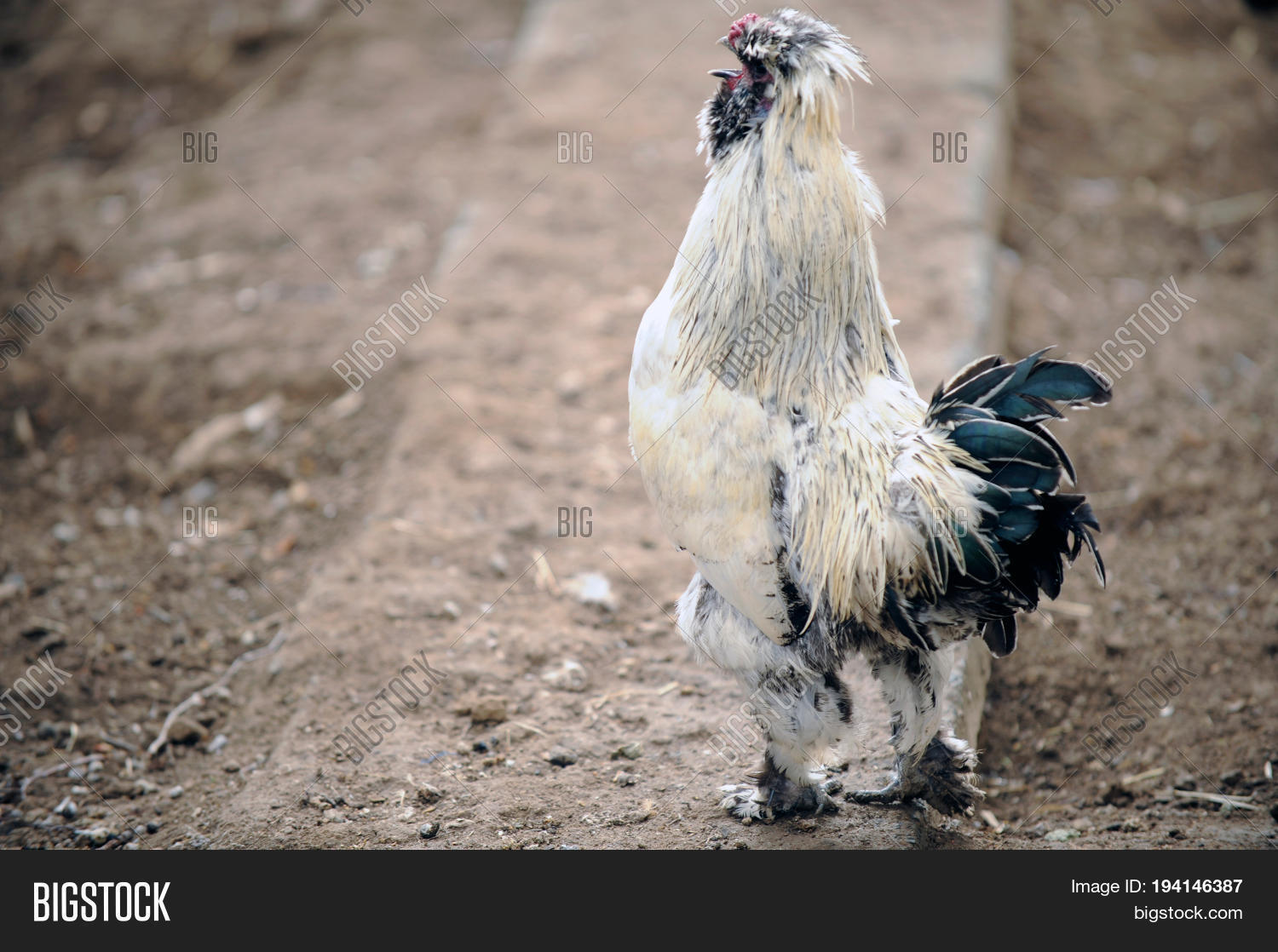 Young Cockerel Image & Photo (Free Trial) | Bigstock