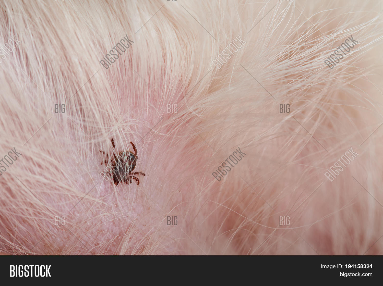 Dog Tick Insect Close Image & Photo (Free Trial) | Bigstock