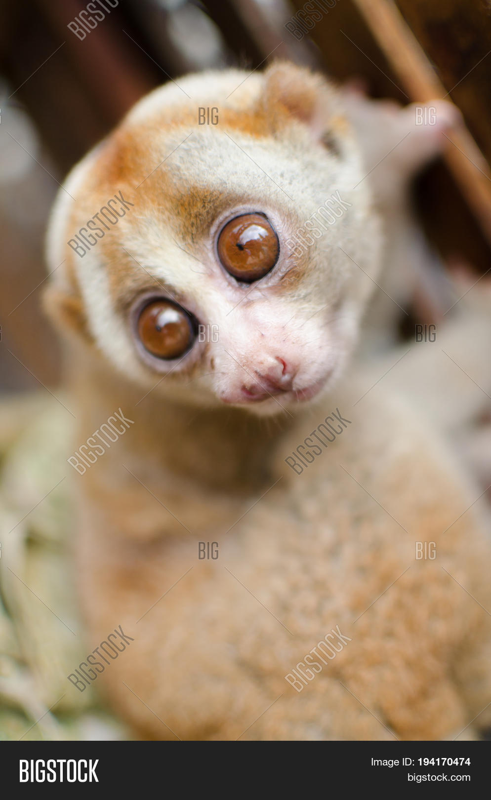 Loris Liveing Inthe Image & Photo (Free Trial) | Bigstock