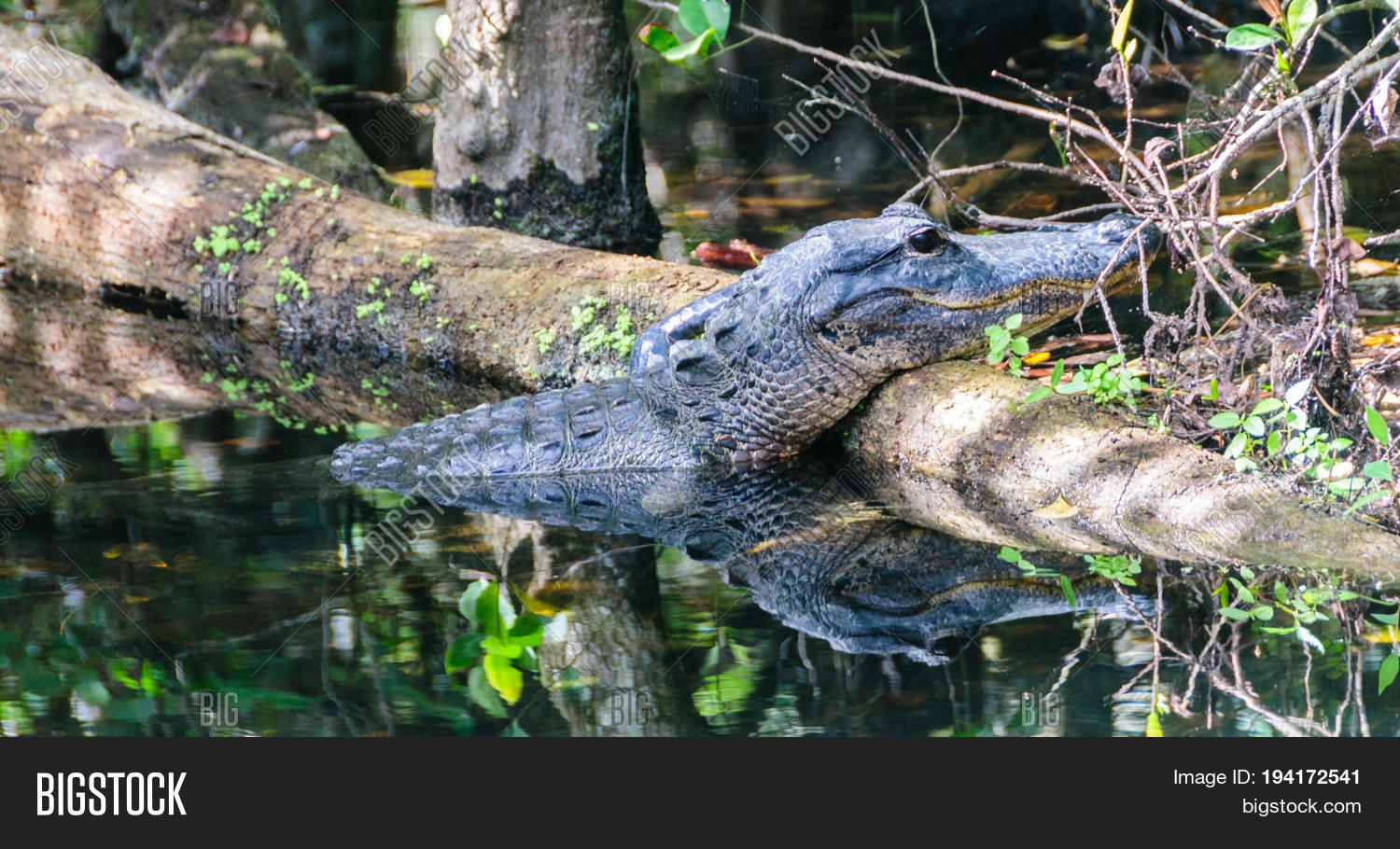 Alligator Swamps Image & Photo (Free Trial) | Bigstock
