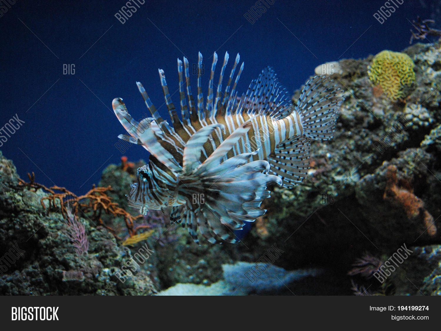 Gorgeous Lionfish Image & Photo (Free Trial) | Bigstock