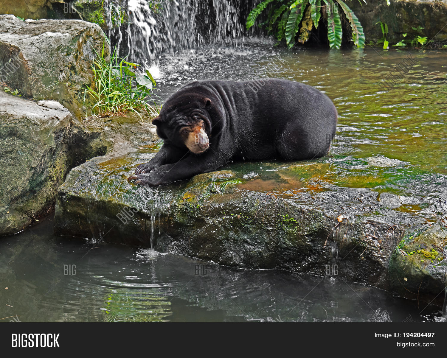 Malayan Sun Bear Lie Image & Photo (Free Trial) | Bigstock