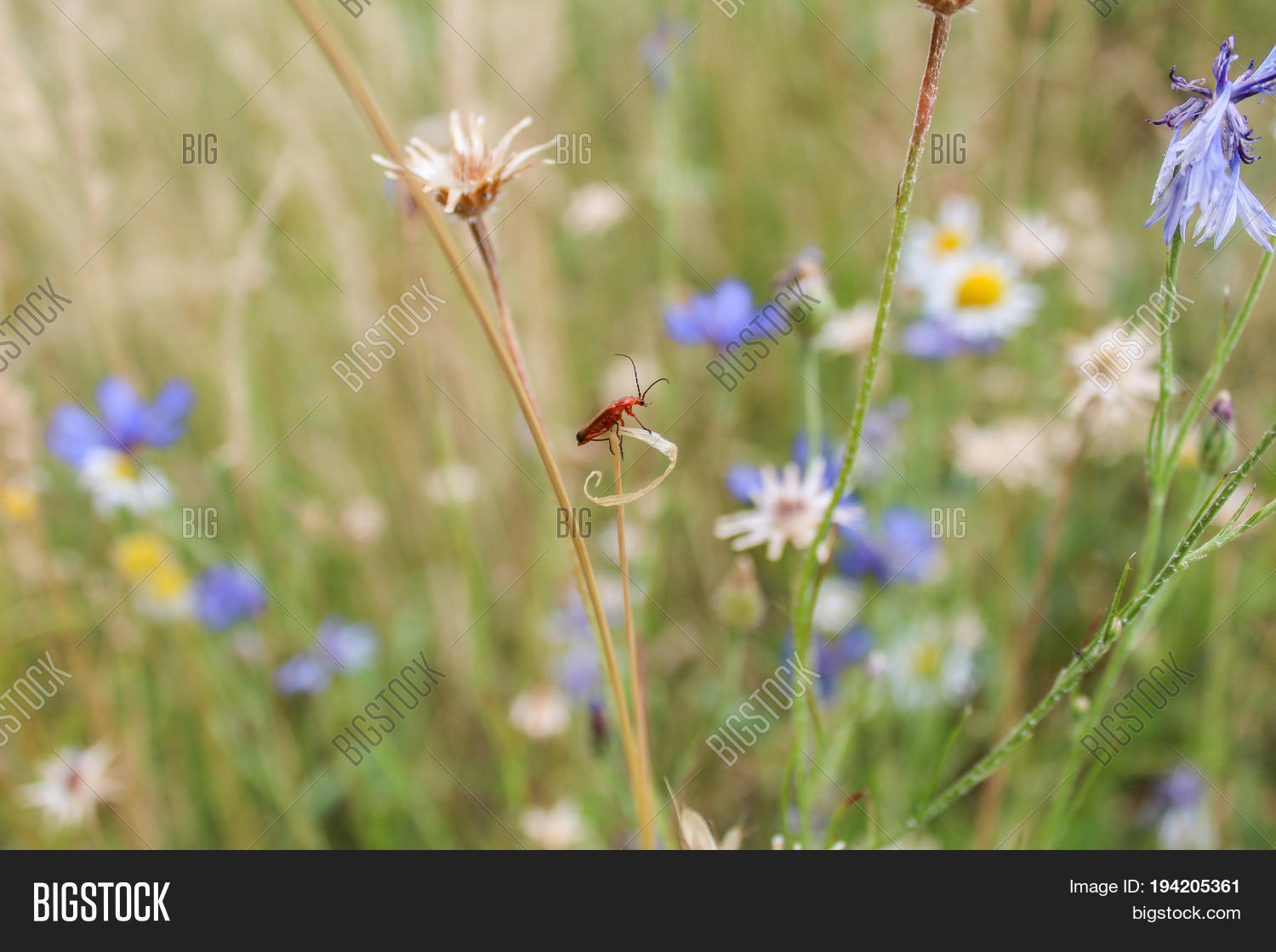 Red Small Bug On Grass Image & Photo (Free Trial) | Bigstock