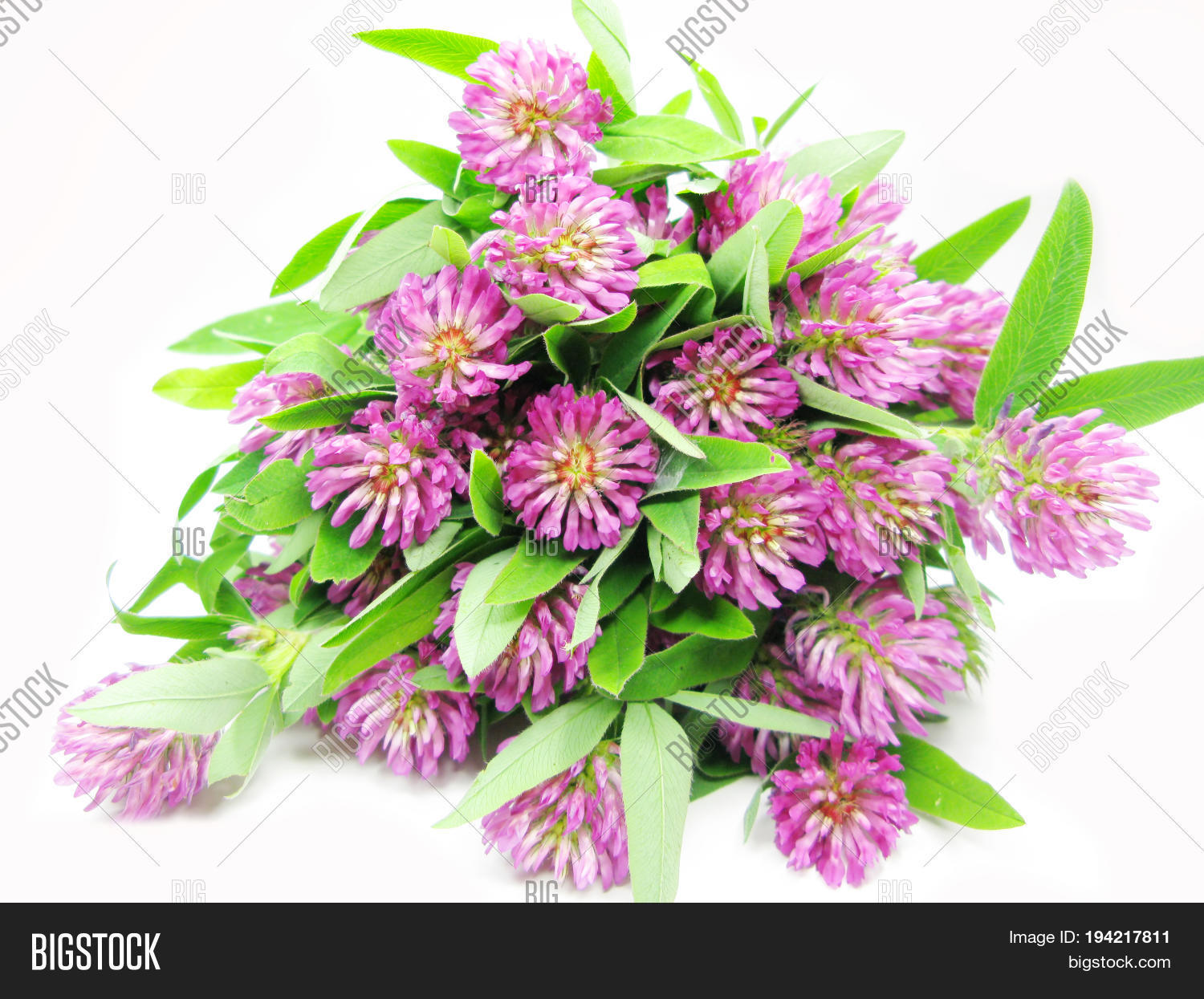 Bouquet Pink Clover Image & Photo (Free Trial) | Bigstock