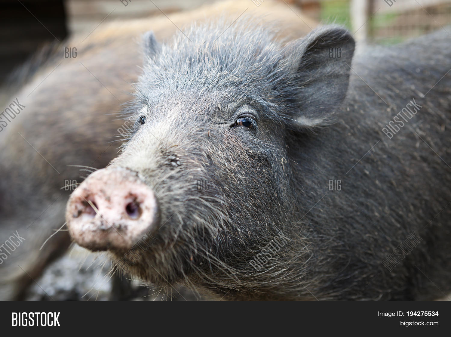 Wild Boar Raised Nose Image & Photo (Free Trial) | Bigstock
