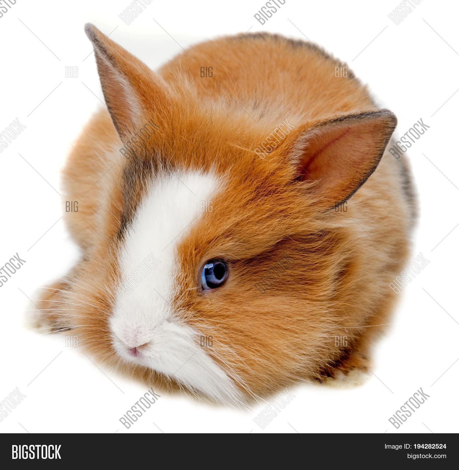 Cute Litte Rabbit Image & Photo (Free Trial) | Bigstock