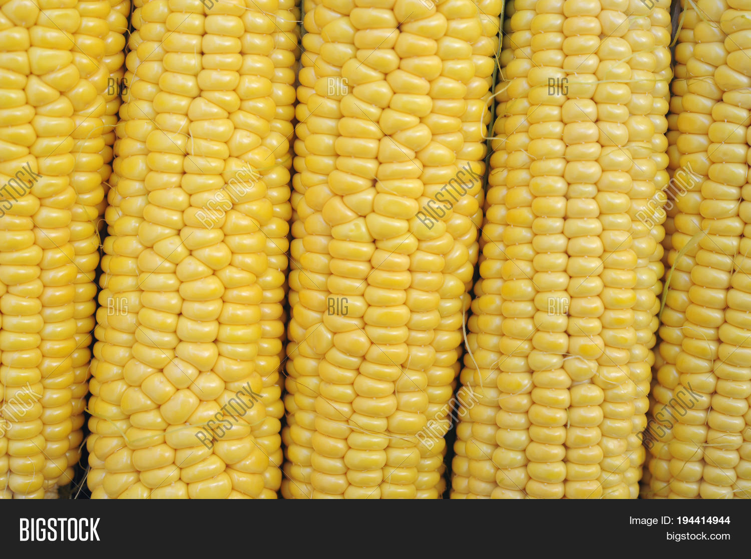 Young Corn Dairy Image & Photo (Free Trial) | Bigstock