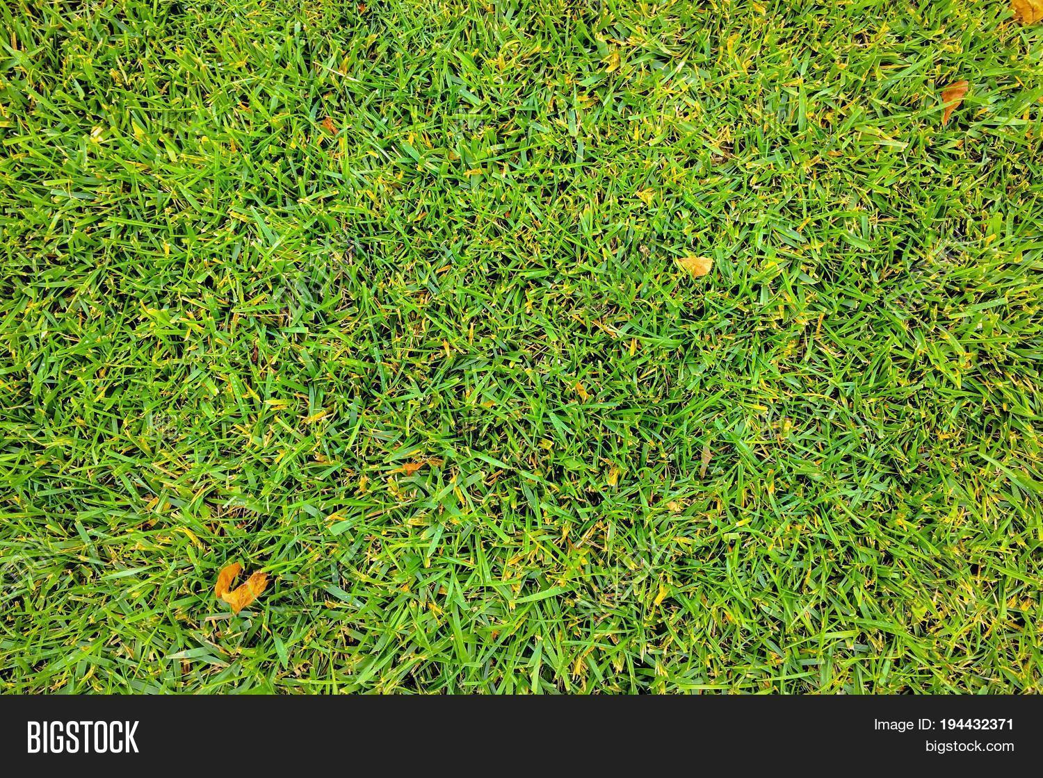 Grass Background. Image & Photo (Free Trial) | Bigstock