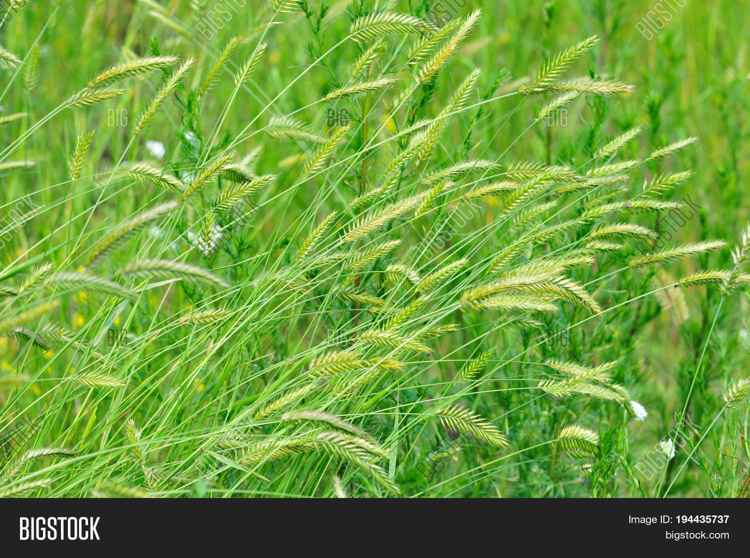 Agropyron - Perennial Image & Photo (Free Trial) | Bigstock