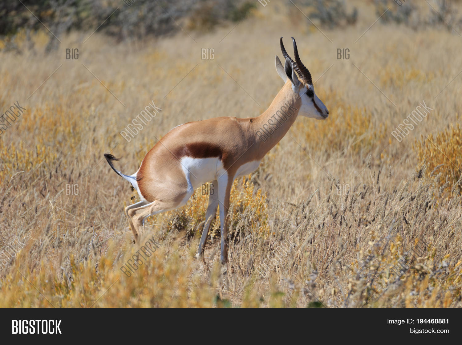 Springbok Pooping. Image & Photo (Free Trial) | Bigstock