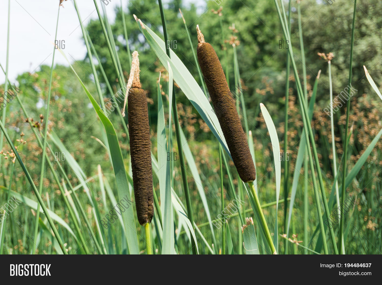 Close- Growing Reeds Image & Photo (Free Trial) | Bigstock