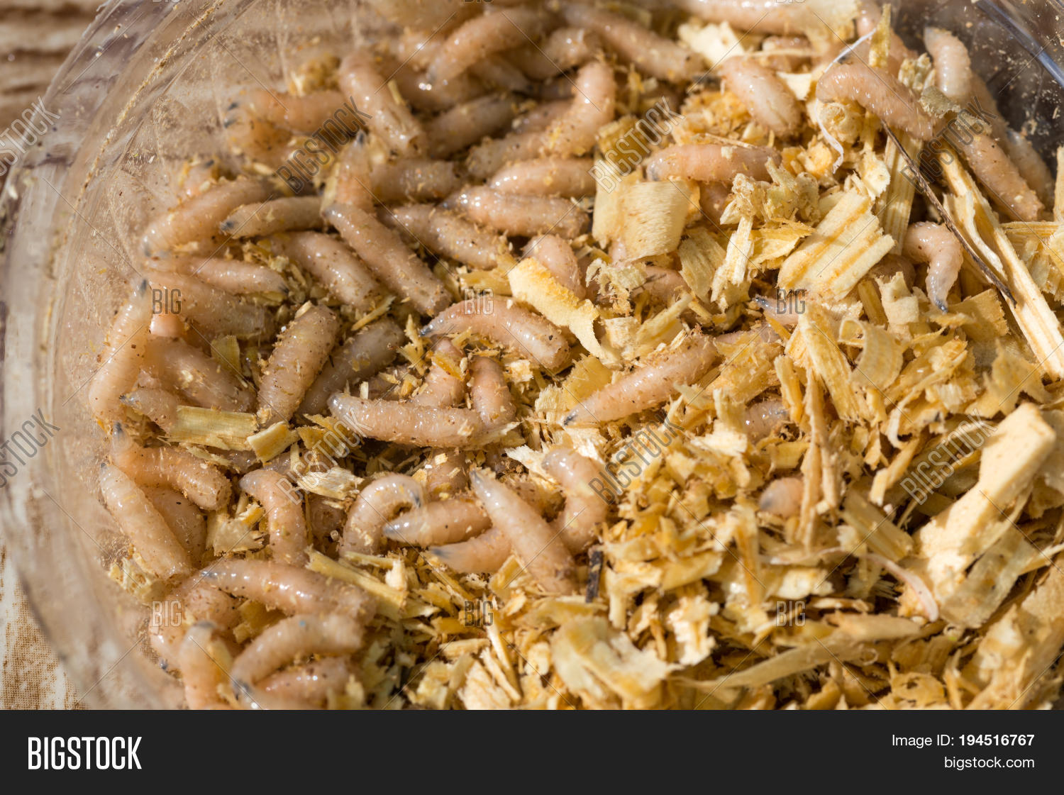 Imagen y foto Creeping Larvae (prueba gratis) | Bigstock