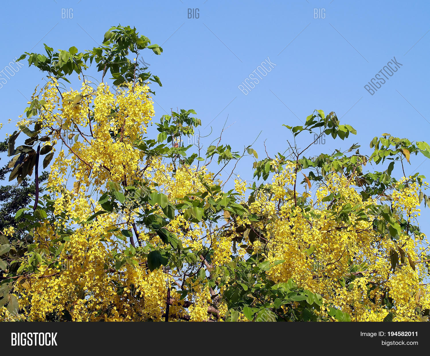 Yellow Flowers (golden Image & Photo (Free Trial) | Bigstock