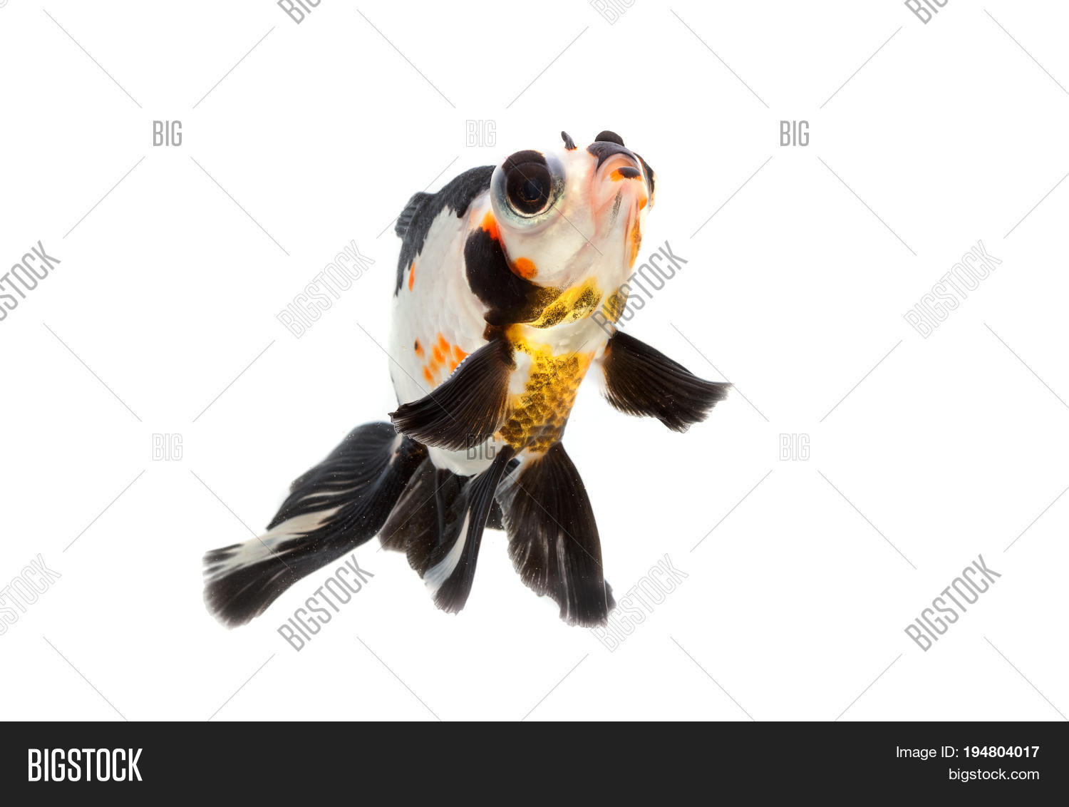 Fancy Goldfish , Image & Photo (Free Trial) | Bigstock