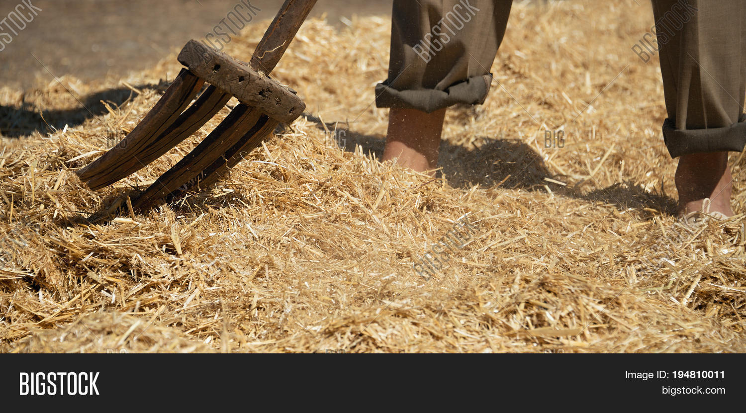 Farmer Turns Hay Hay Image & Photo (Free Trial) | Bigstock